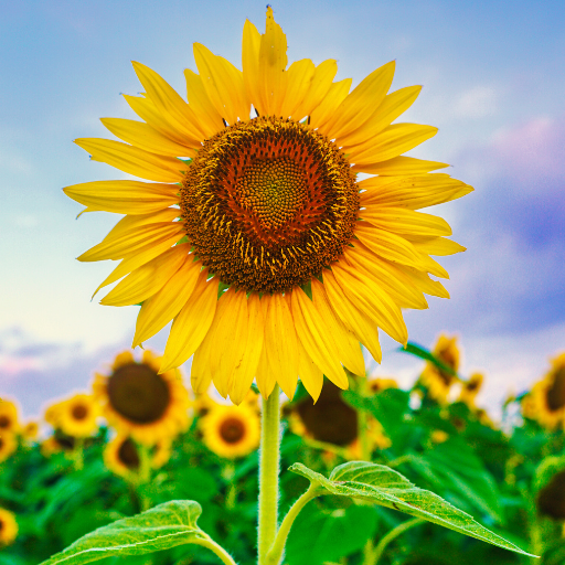 Sunflower Wallpaper for PC / Mac / Windows 11,10,8,7 - Free Download ...