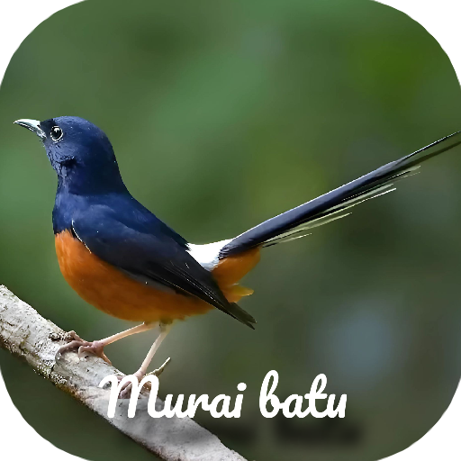 Suara pikat murai batu - Apps on Google Play