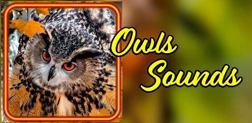 Owls Sounds Android App