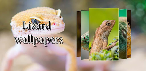 Lizard Wallpapers and Backgrounds Android App