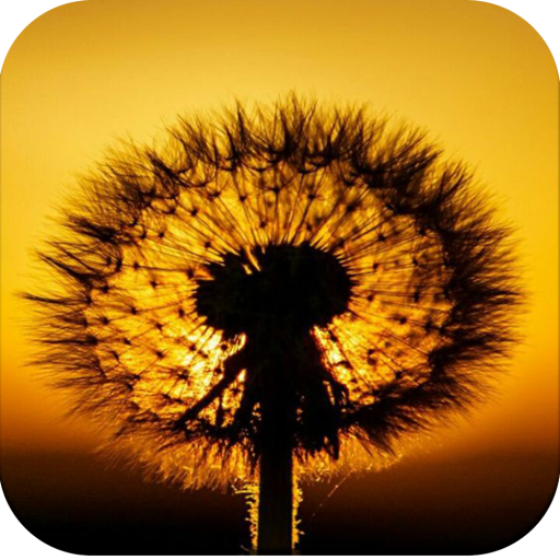 Dandelion Wallpaper HD for PC / Mac / Windows 11,10,8,7 - Free Download ...