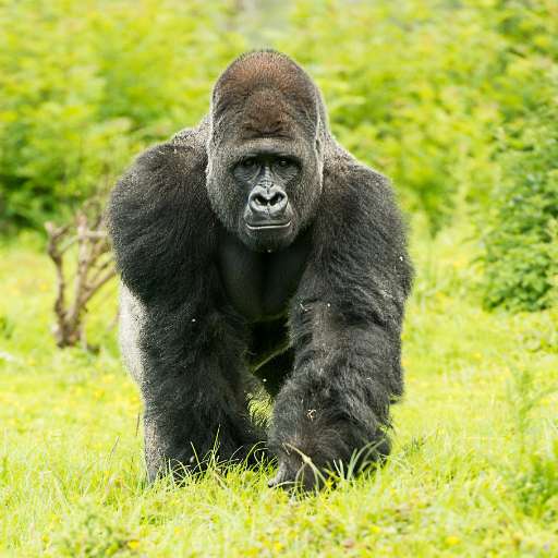 Ape sounds – Programme op Google Play