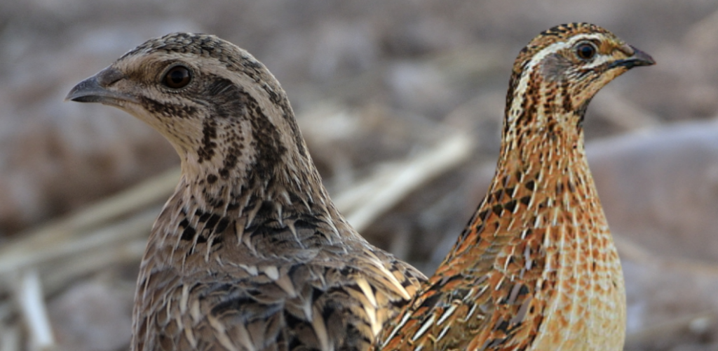 quail bird sounds - Latest version 9 for Android App Entertainment