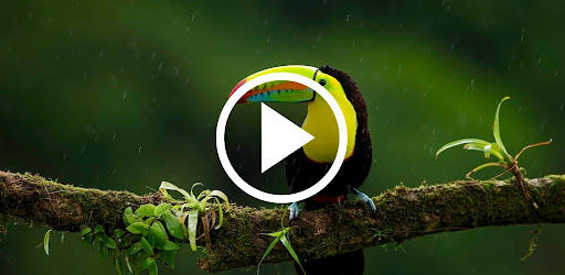 Bird Video Wallpaper Android App