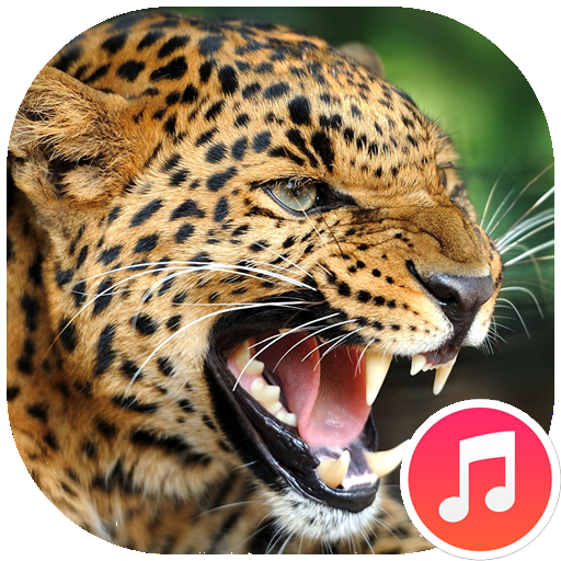 Leopard Sounds for PC / Mac / Windows 11,10,8,7 - Free Download ...