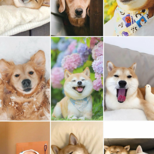 Furry Frames - Apps on Google Play