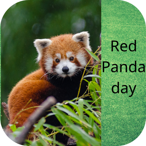Red panda app para PC / Mac / Windows 11,10,8,7 - Descarga gratis ...