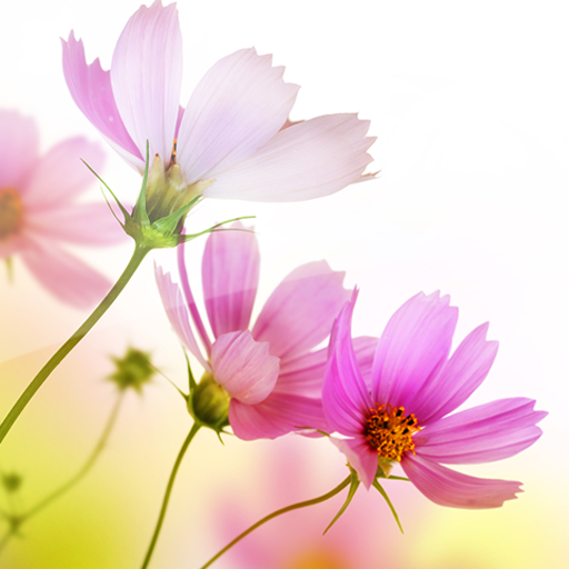 Wallpapers Flower - Apps on Google Play