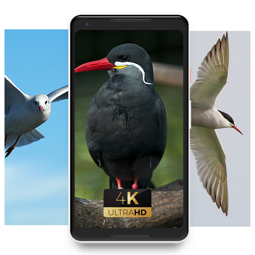 About: tern beautiful bird nice view Wallpaper (Google Play version) | | Apptopia