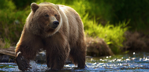 Bear Sounds Android App