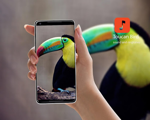 Toucan Bird Sounds for PC / Mac / Windows 11,10,8,7 - Free Download ...