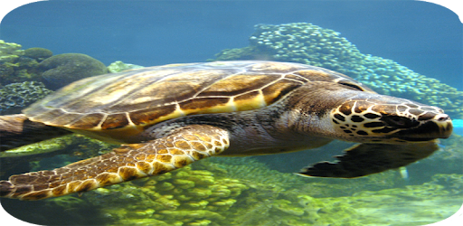 Tortoise Wallpaper Full HD Android App