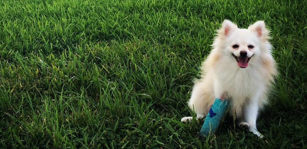 Droid Dog Clicker - Latest version for Android - Download APK