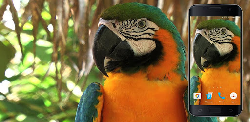 Parrot Live Wallpaper