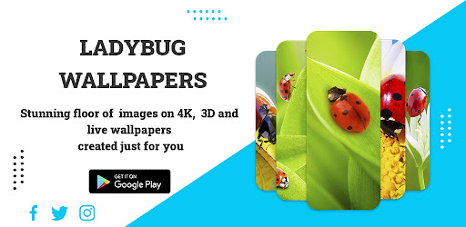 ladybug wallpapers