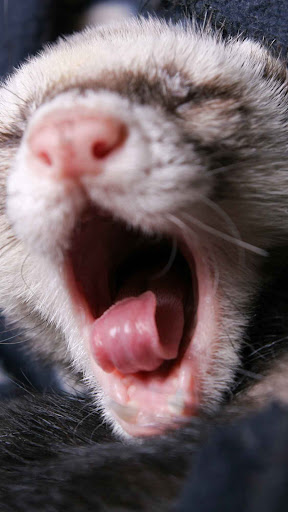 Ferret Wallpaper for PC / Mac / Windows 11,10,8,7 - Free Download ...