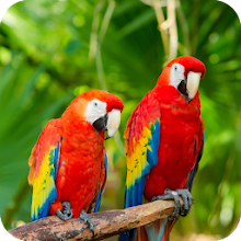 Parrots Wallpaper Best HD for PC / Mac / Windows 7.8.10 - Free Download ...