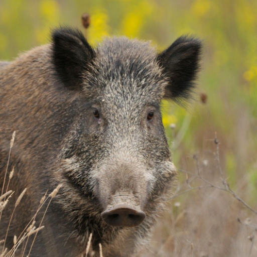 Wild Boar Sounds - Apps on Google Play