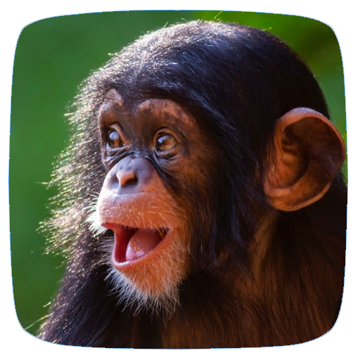 Monkey Sounds - Apps on Google Play