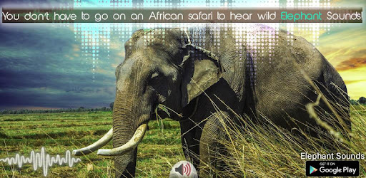 Elephant Sounds Android App