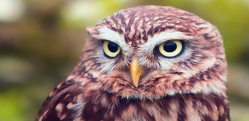 Owl Lock Screen Android App