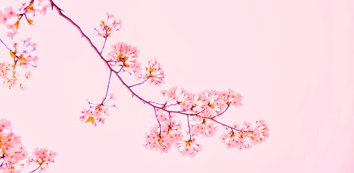 Sakura Lock Screen Android App