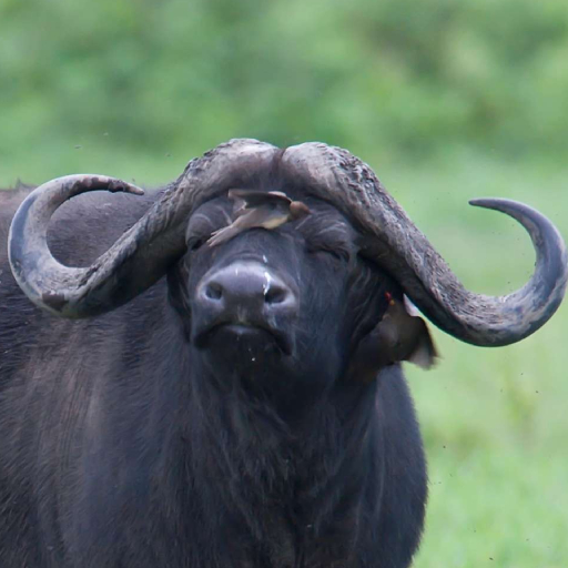 Buffalo Wallpaper - Apps on Google Play