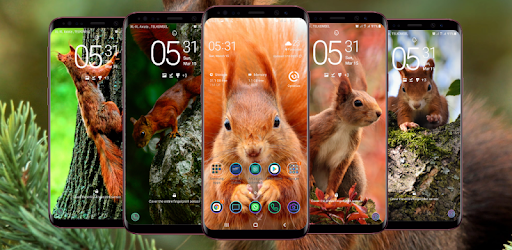 Squirrel Wallpaper Android App