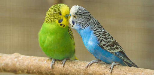 Parakeet Sounds Android App