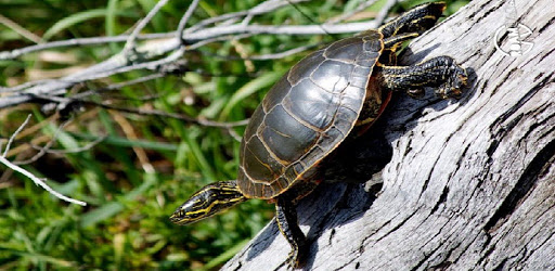 Tortoises Wallpaper Android App