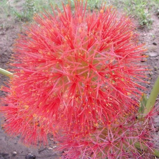 Android Apps by AKSHAY MINDS Private Limited on Google Play