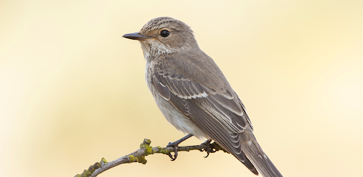 Cuckoo Bird Sounds Android App