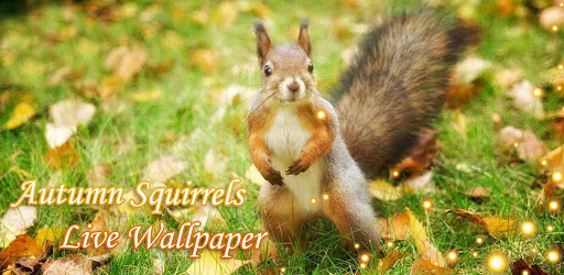 Autumn Squirrels Wallpaper Android App