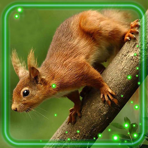 Squirrels Live Wallpaper for PC / Mac / Windows 11,10,8,7 - Free ...