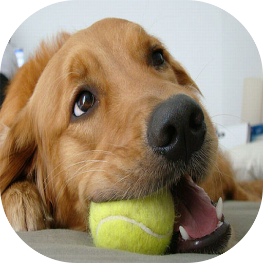 dog-sounds-apps-on-google-play