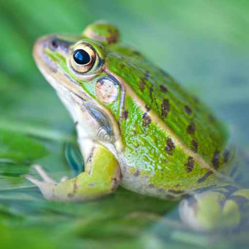 Frog Wallpaper for PC / Mac / Windows 11,10,8,7 - Free Download ...