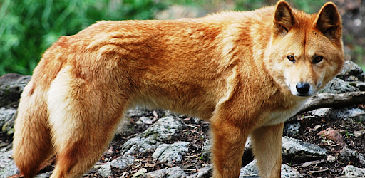 Dingo Sounds Android App