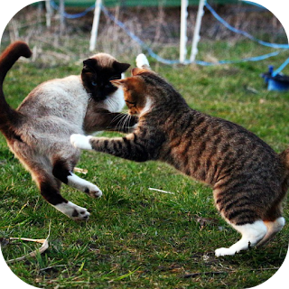 Cat Fight Sounds 1.0 APK | AndroidAppsAPK.co