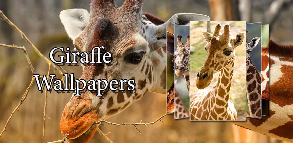Giraffe Wallpapers - Latest version for Android App Personalization