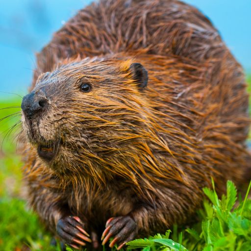 Beaver wallpaper for PC / Mac / Windows 11,10,8,7 - Free Download ...