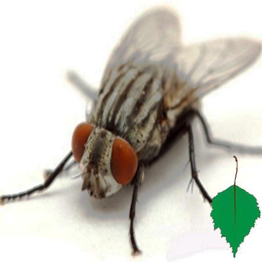 Flies for PC – Windows 7, 8, 10 – Free Download – Techwikies.com