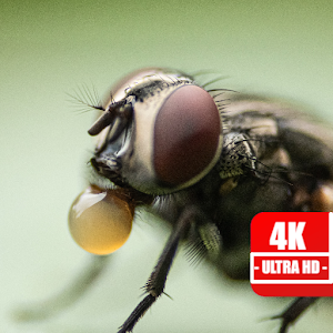4K Fly Insect Wallpapers - Latest version 1.0 for Android App ...