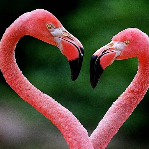 Flamingo Bird Wallpapers - Apps on Google Play