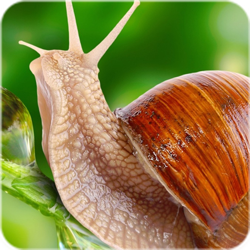 Snail Wallpaper for PC / Mac / Windows 11,10,8,7 - Free Download ...