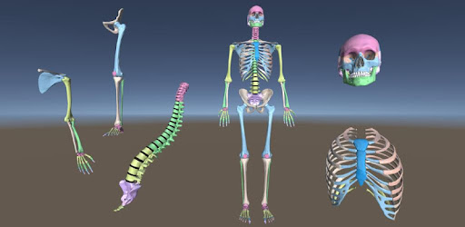 Skeletal System Android App