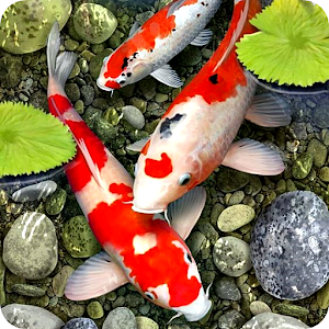 Koi Fish Live Wallpaper - Latest version 1.0 for Android App ...