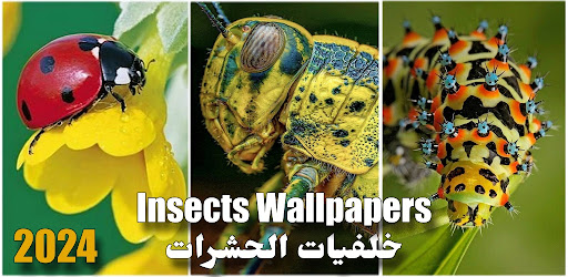 Insects Wallpapers 2024 Android App