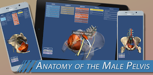 Anatomy of the Male Pelvis Android App