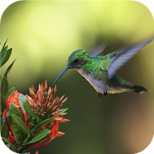 Hummingbirds Wallpaper for PC / Mac / Windows 11,10,8,7 - Free Download ...