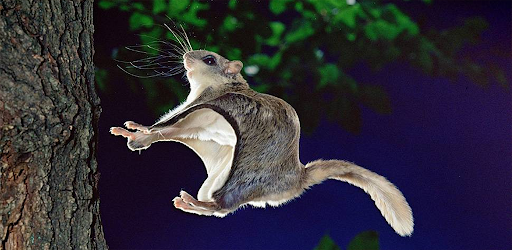 Flying Squirrel Sounds Android App
